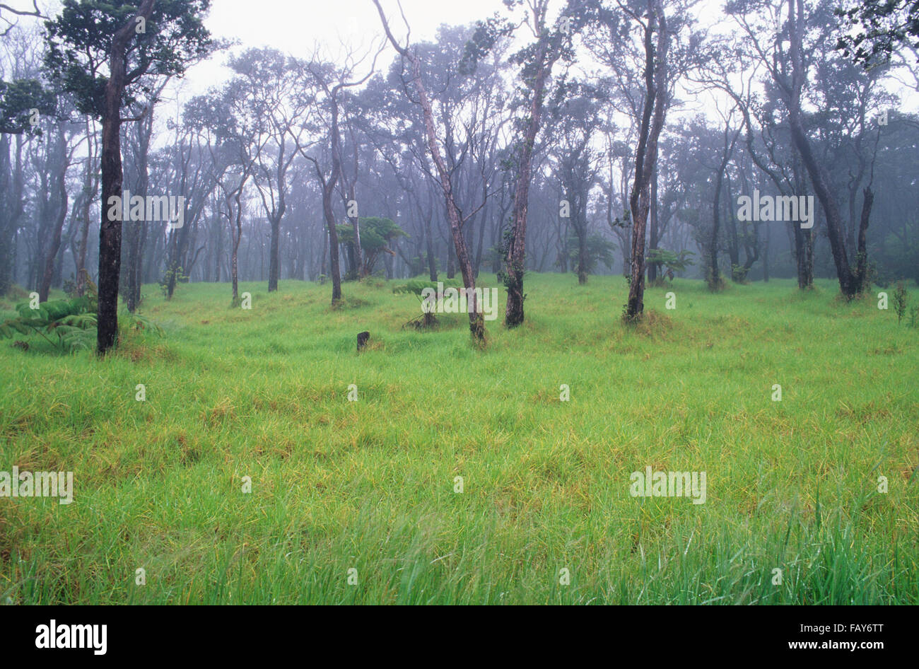 Big Island, Hawaii, Hawaii Volcanoes National Park, Ohia Forest Stock ...