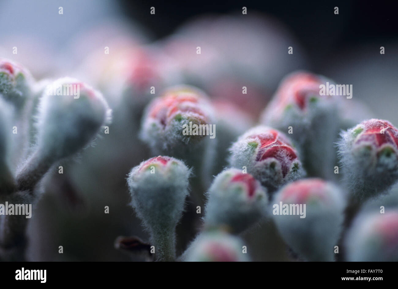 Big Island, Hawaii, Hawaii Volcanoes National Park, Ohia Tree details ...