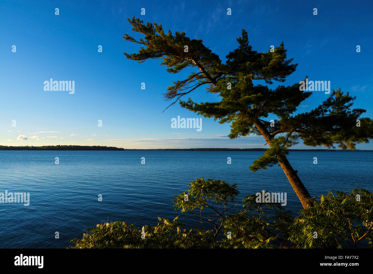 Ontario balsam tree hi-res stock photography and images - Alamy