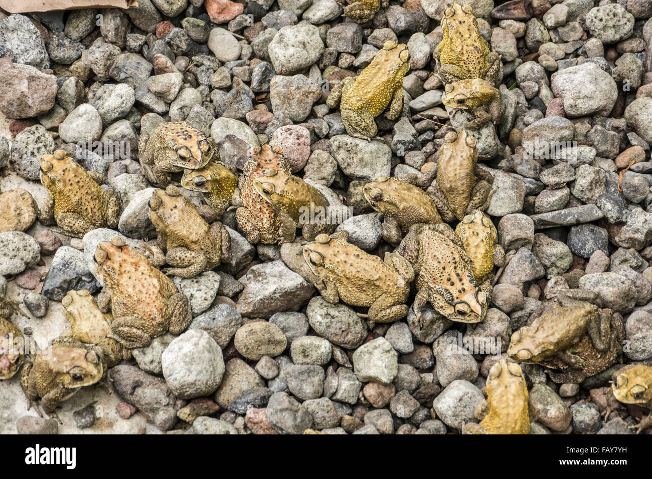 Mating frogs hi-res stock photography and images - Alamy