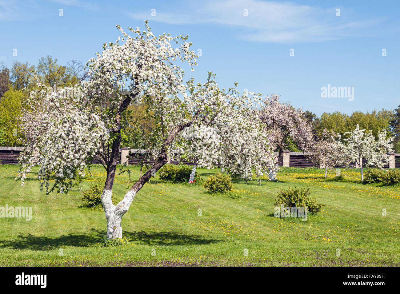 White apple trees hi-res stock photography and images - Alamy