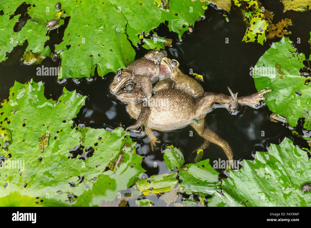 Mating frogs hi-res stock photography and images - Alamy