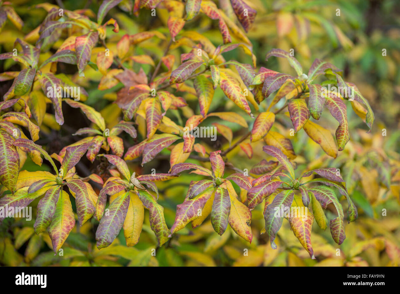 Rhododendron leaves hi-res stock photography and images - Alamy