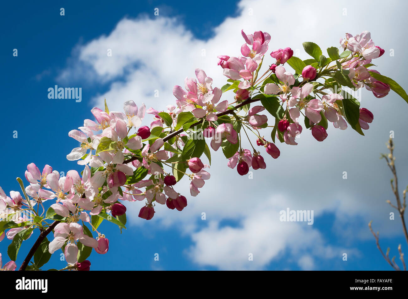 Malus sun rival hi-res stock photography and images - Alamy