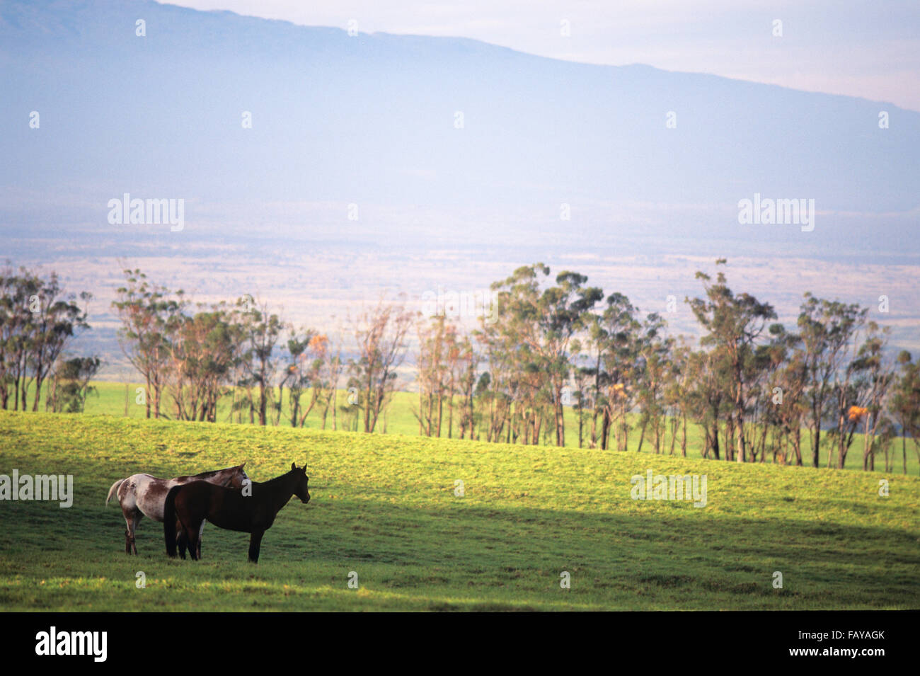 Cattle ranching hawaii hi-res stock photography and images - Alamy