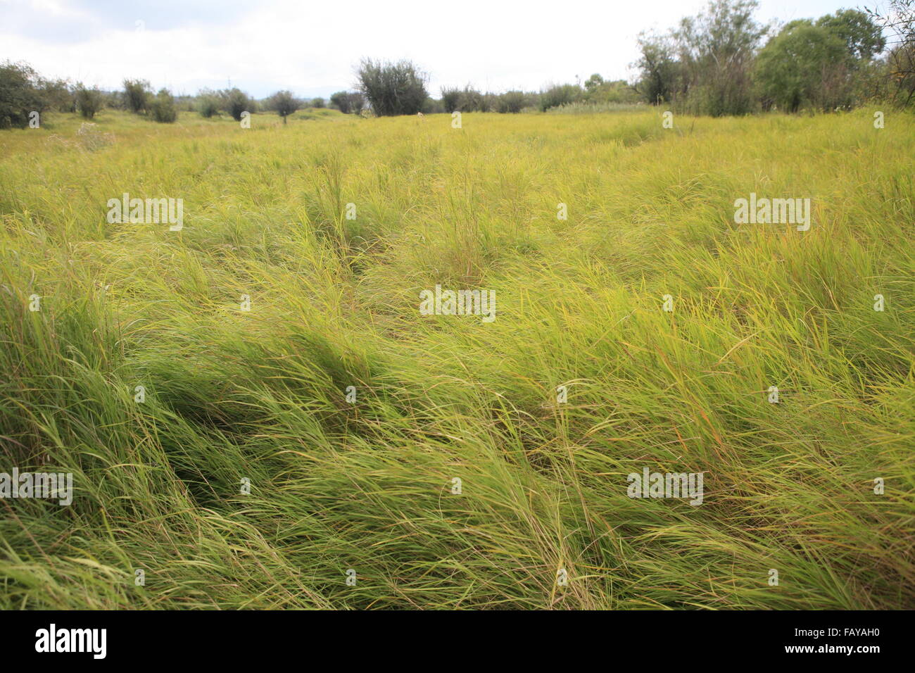Bolshoy Ussuriysky Island Russia Stock Photo - Alamy