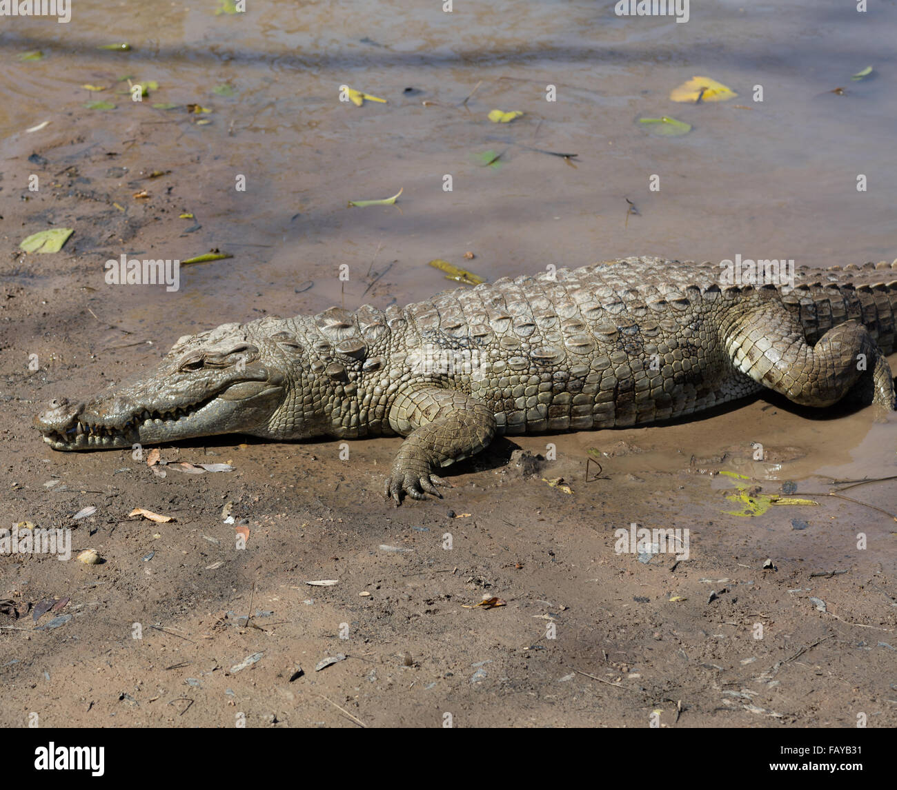 Sabou hi-res stock photography and images - Alamy