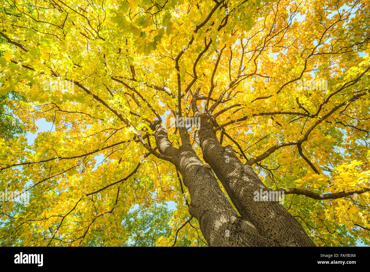 Twin maple trees with golden autumn sunlit canopy Acer platanoides ...