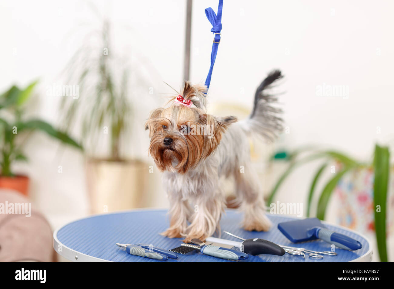 Yorkshire terrier on the table with utensils Stock Photo - Alamy