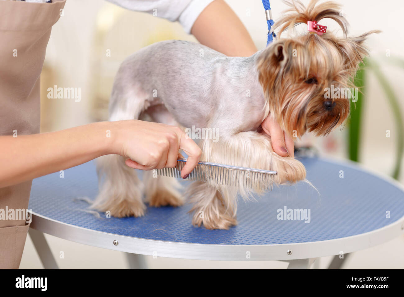 Groomed female dog hi-res stock photography and images - Alamy