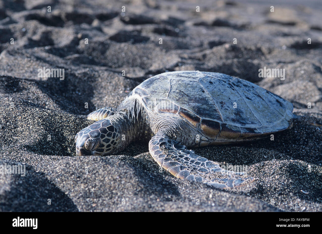 Big Island, Hawaii, Kona Village at Ka`upulehu, green sea turtle on ...