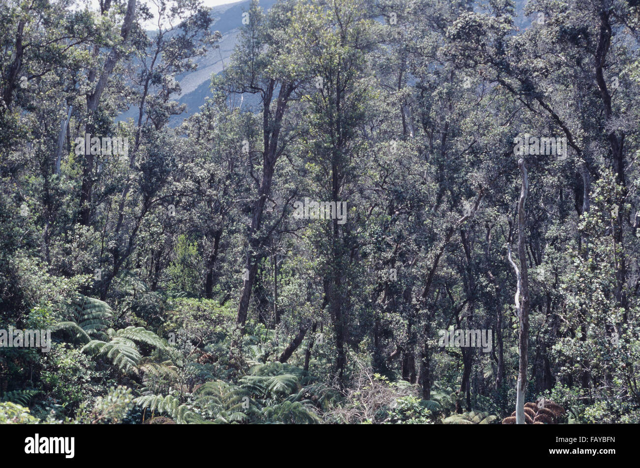Ohia tree hi-res stock photography and images - Alamy