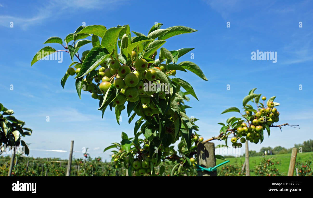 apple tree in altes land in germany Stock Photo - Alamy