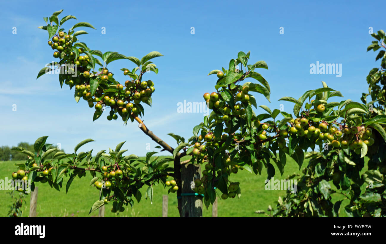 apple tree in altes land in germany Stock Photo - Alamy