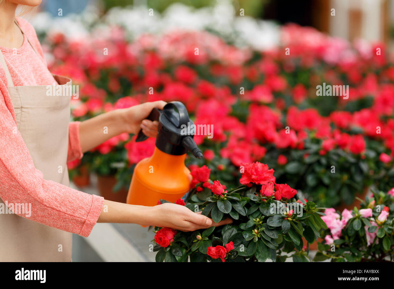 Florist spray water flowers hi-res stock photography and images - Alamy