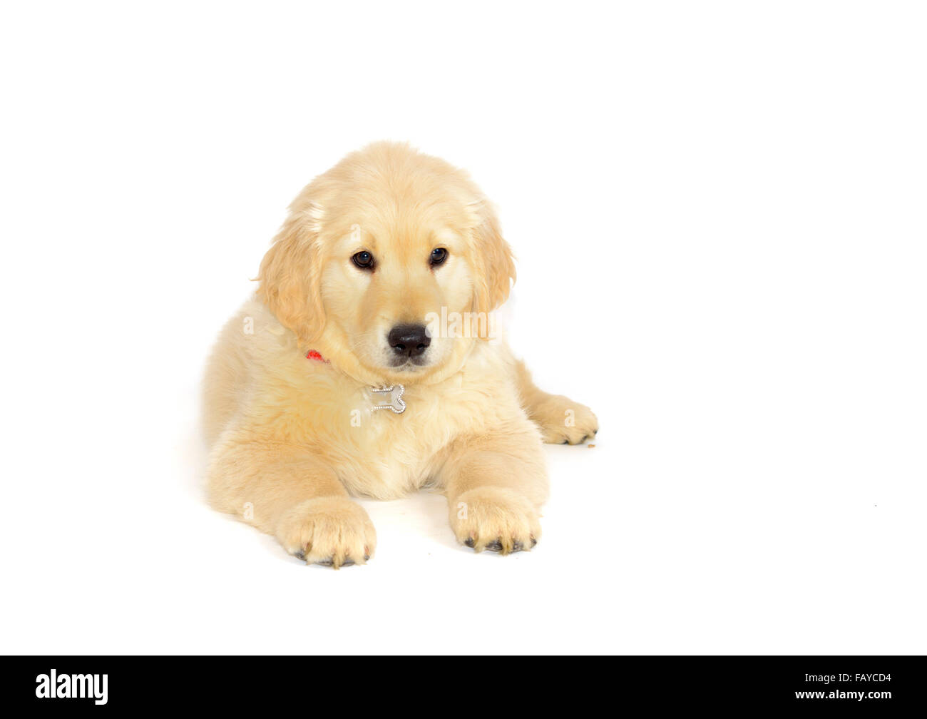 Golden retriever cub hi-res stock photography and images - Alamy