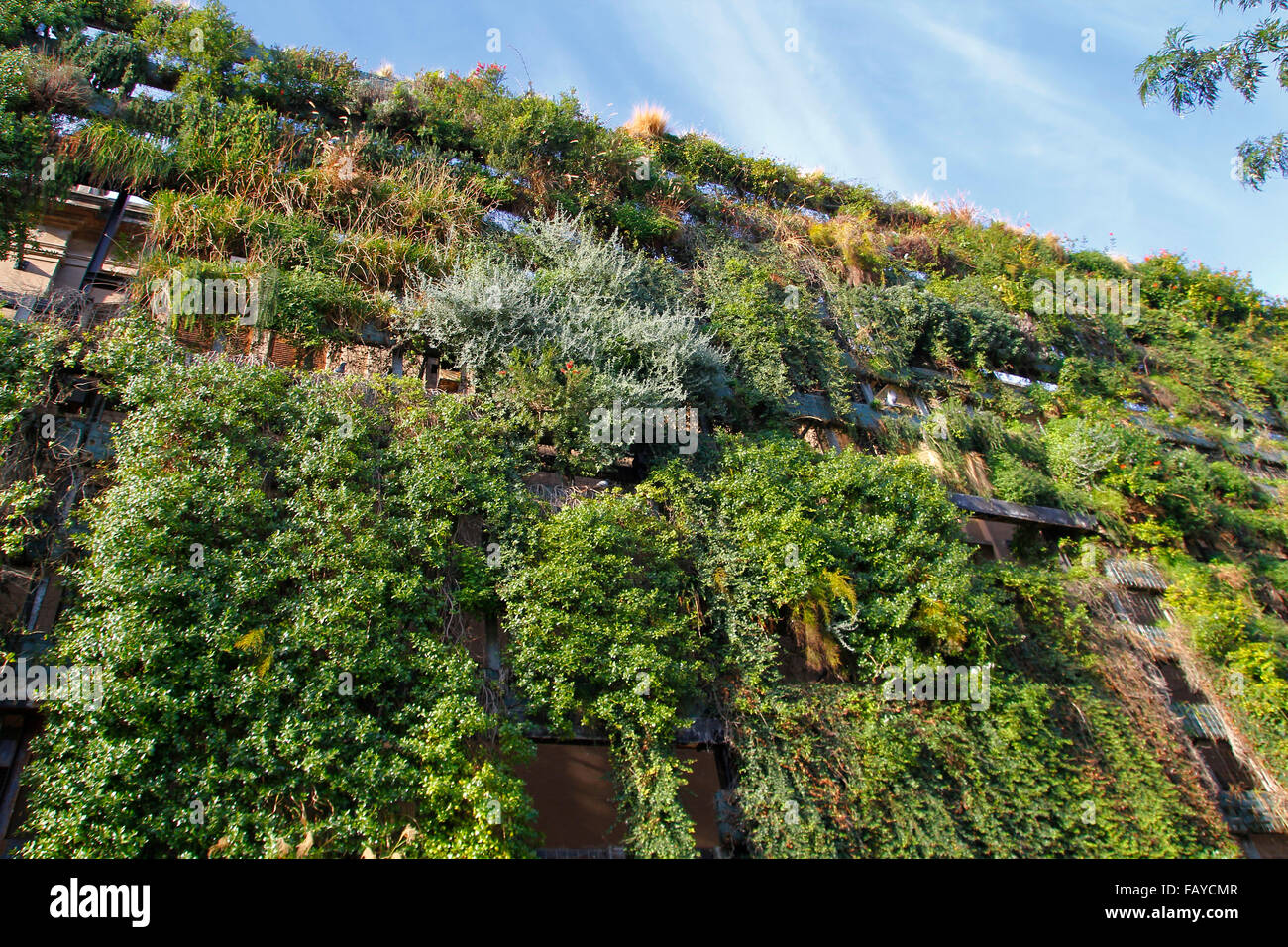Green wall in a sustainable building Stock Photo - Alamy
