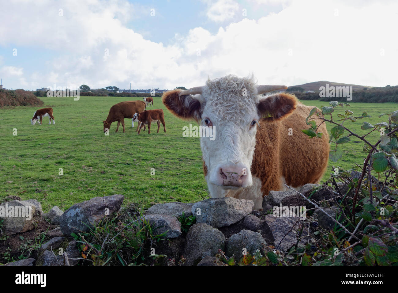 Cows looking over wall hi-res stock photography and images - Alamy