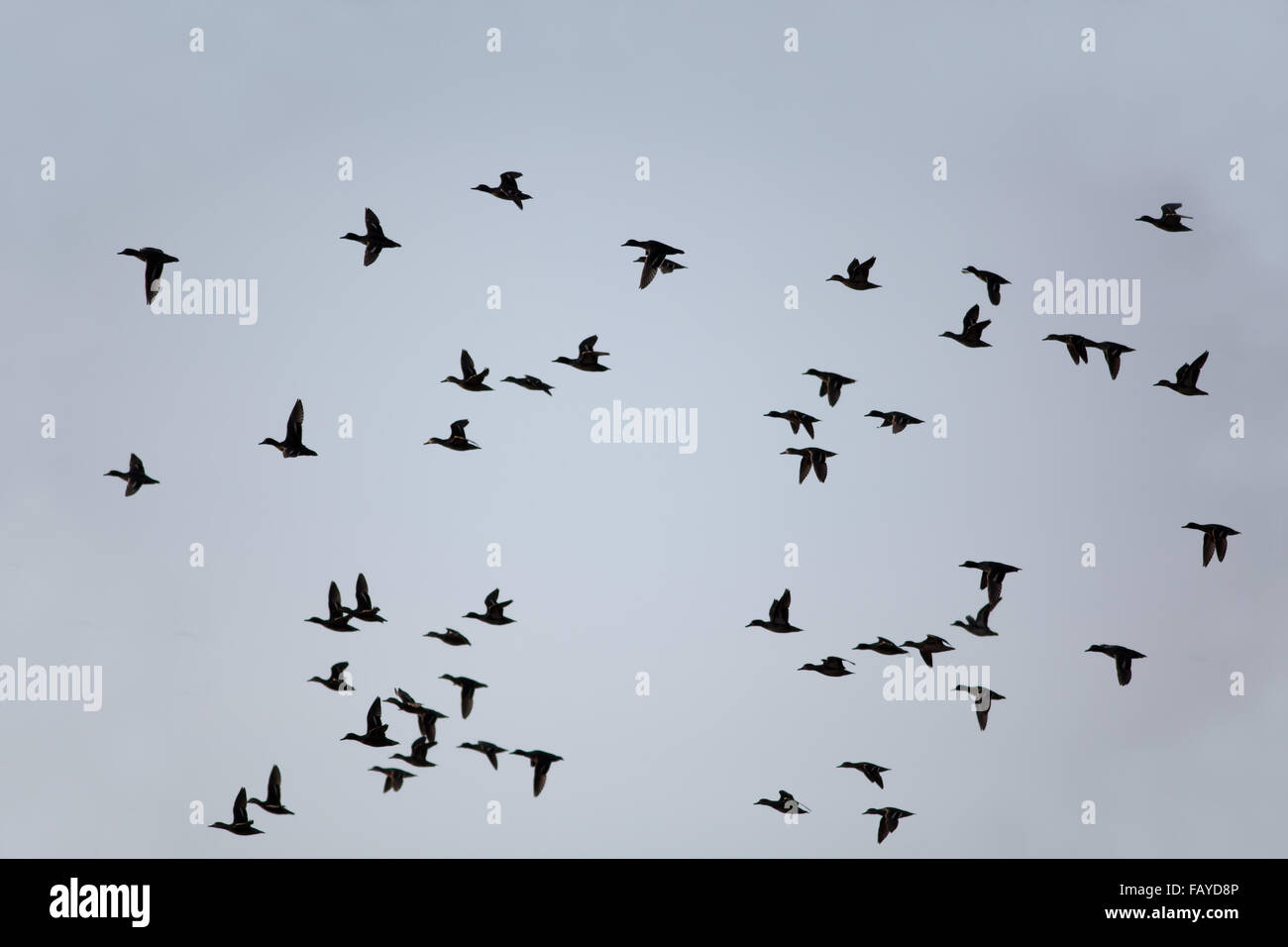 Eurasian or European Green-winged Teal Anas crecca Flight pattern after ...