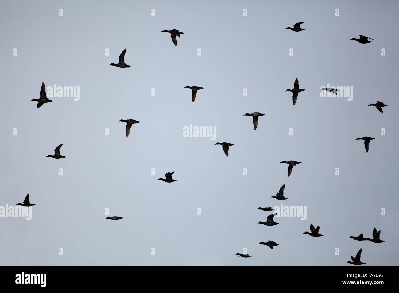Flying teal silhouette uk hi-res stock photography and images - Alamy