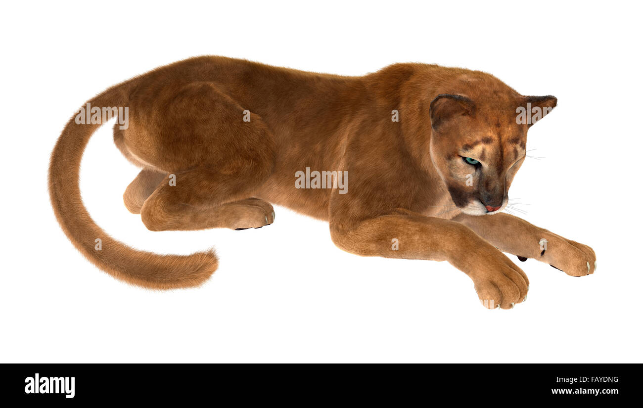 3D digital render of a big cat puma isolated on white background Stock ...