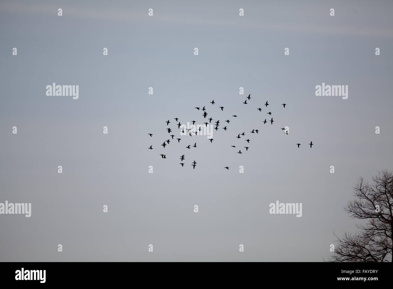 Eurasian or European Green-winged Teal Anas crecca Flight pattern after ...