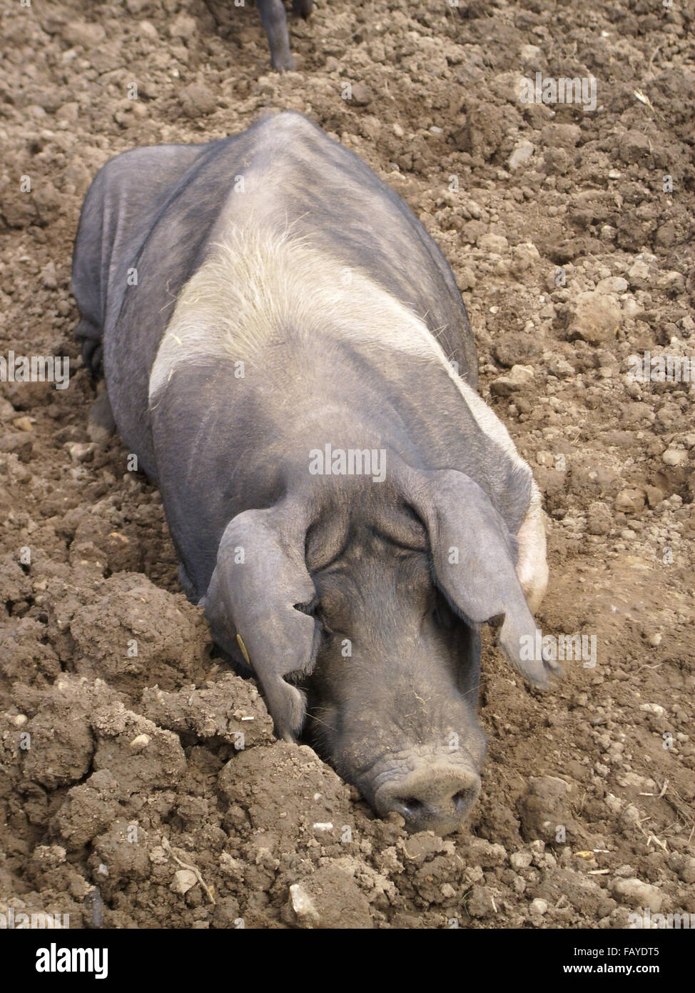 Muddy pig in field Stock Photo - Alamy