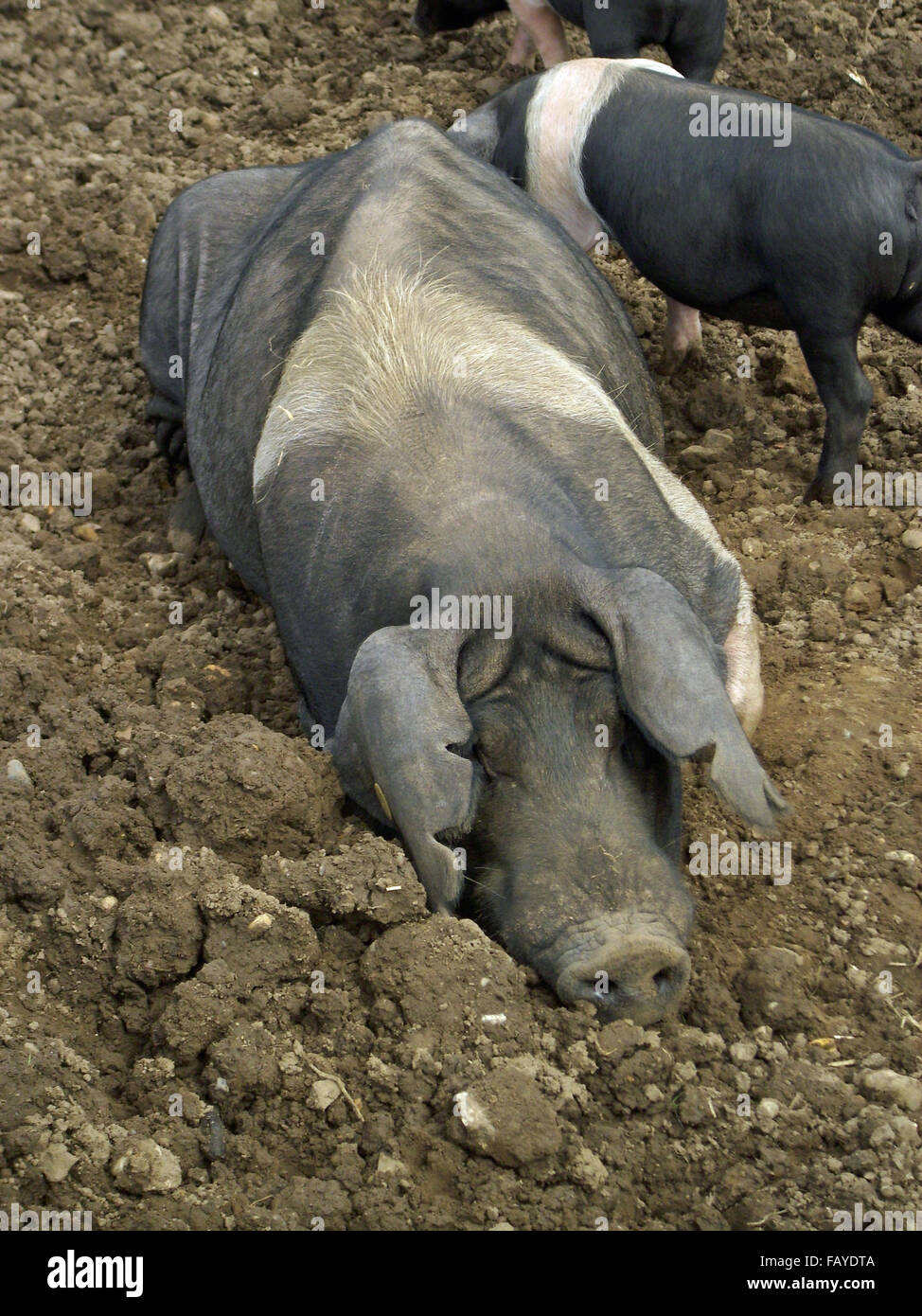 Muddy pigs in field Stock Photo - Alamy