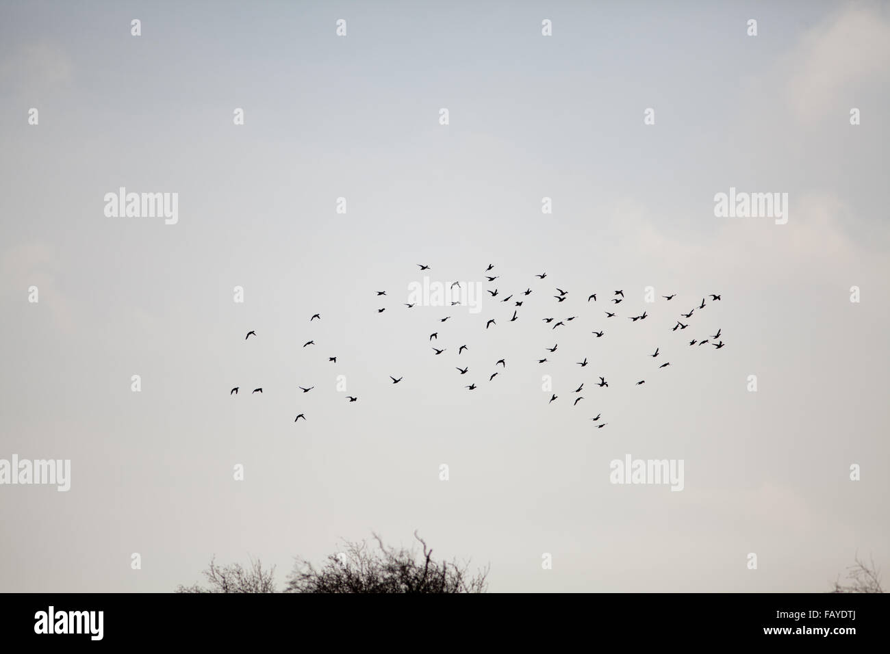Eurasian or European Green-winged Teal Anas crecca Flight pattern after ...