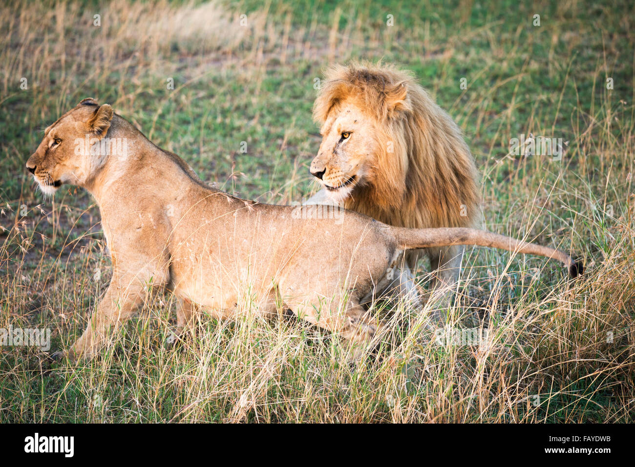 Lion and mate in grass hi-res stock photography and images - Alamy