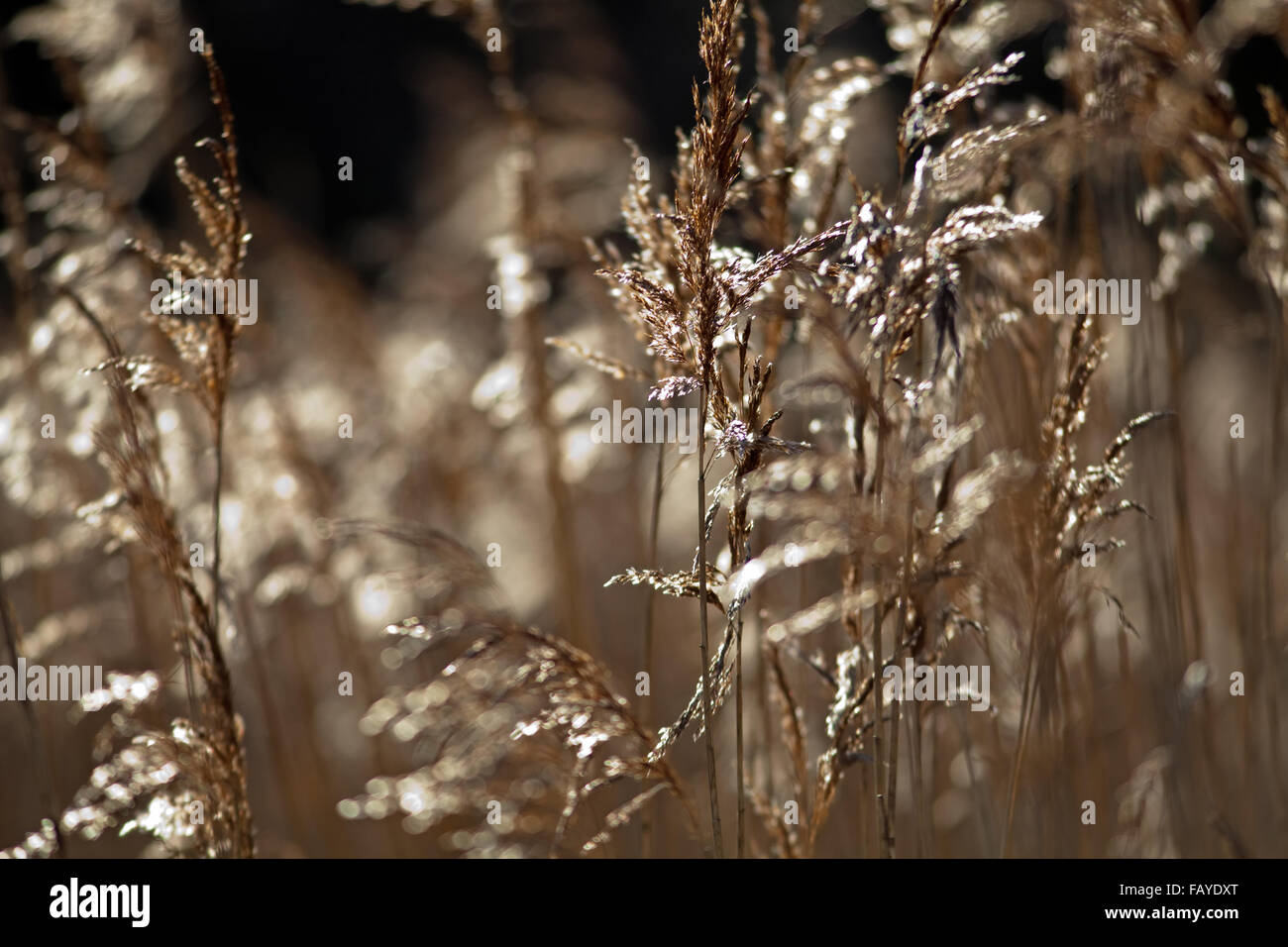 Norfolk or Common Reed (Phragmites australis). Panicle, or seed heads ...