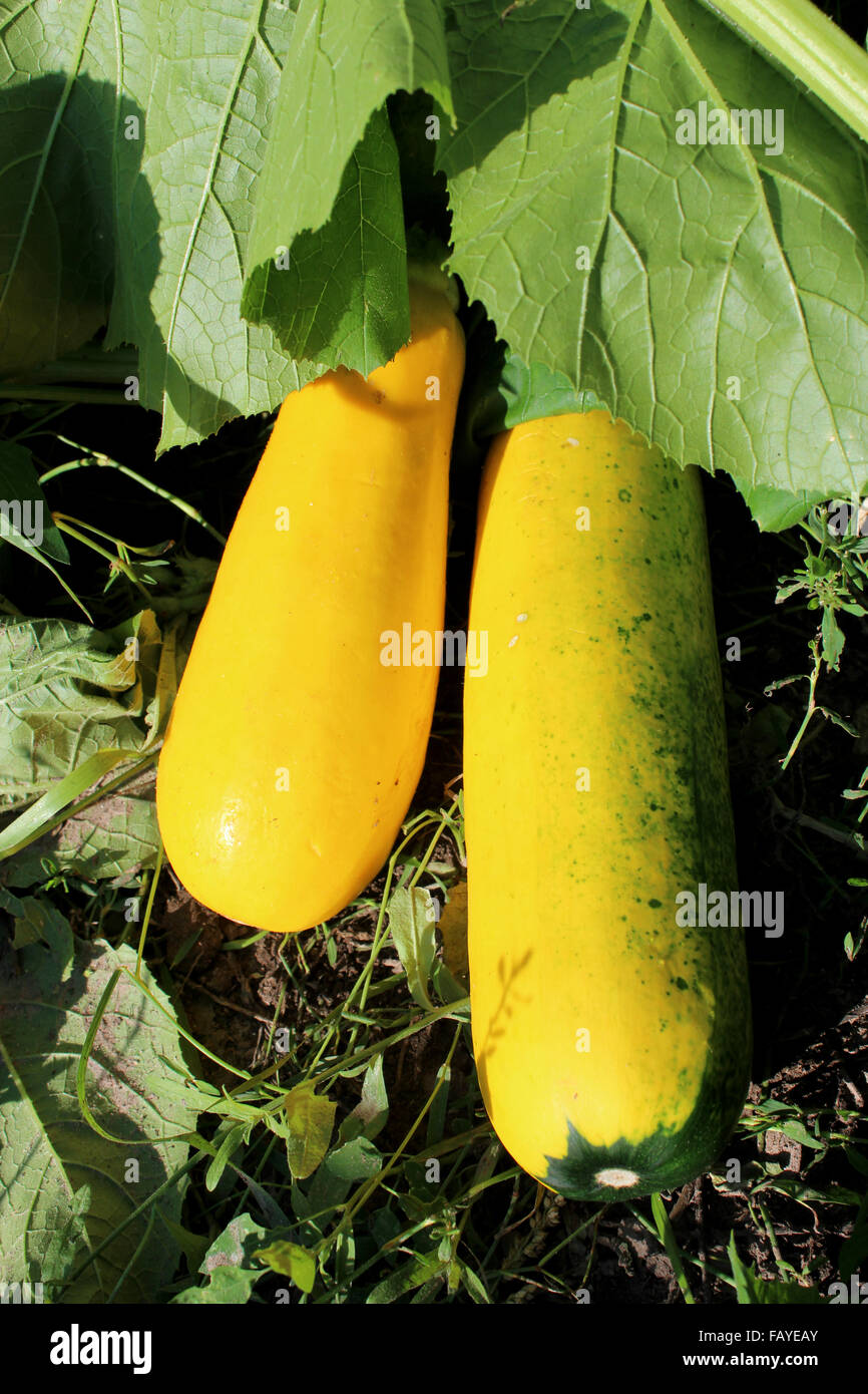 two ripe yellow zucchini in the garden Stock Photo - Alamy