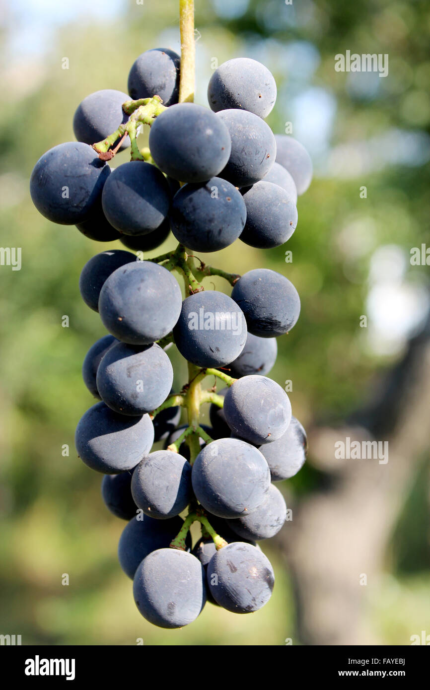 big cluster of blue and ripe grapes Stock Photo - Alamy