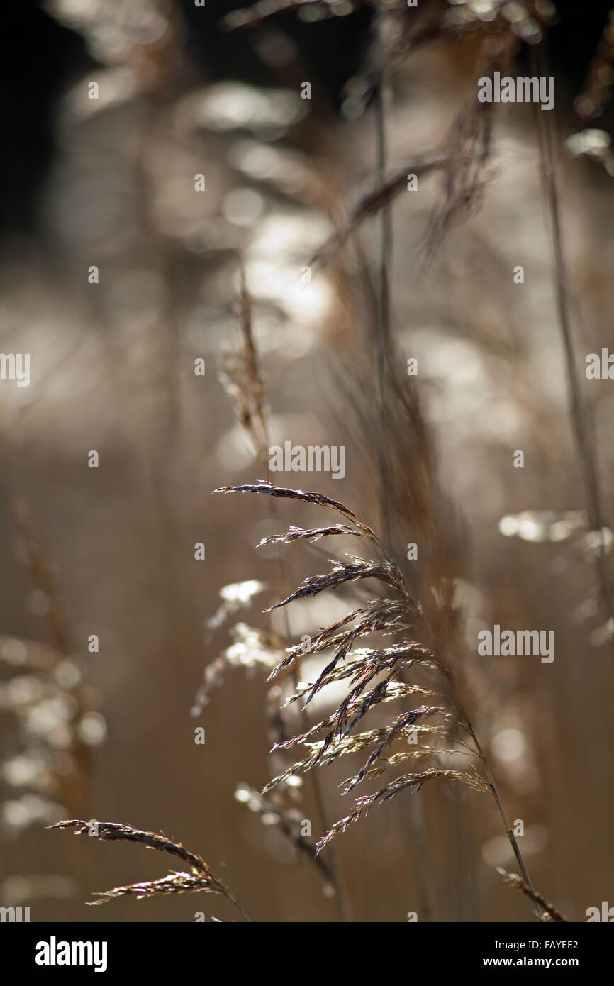 Norfolk or Common Reed (Phragmites australis). Panicle, or seed heads ...