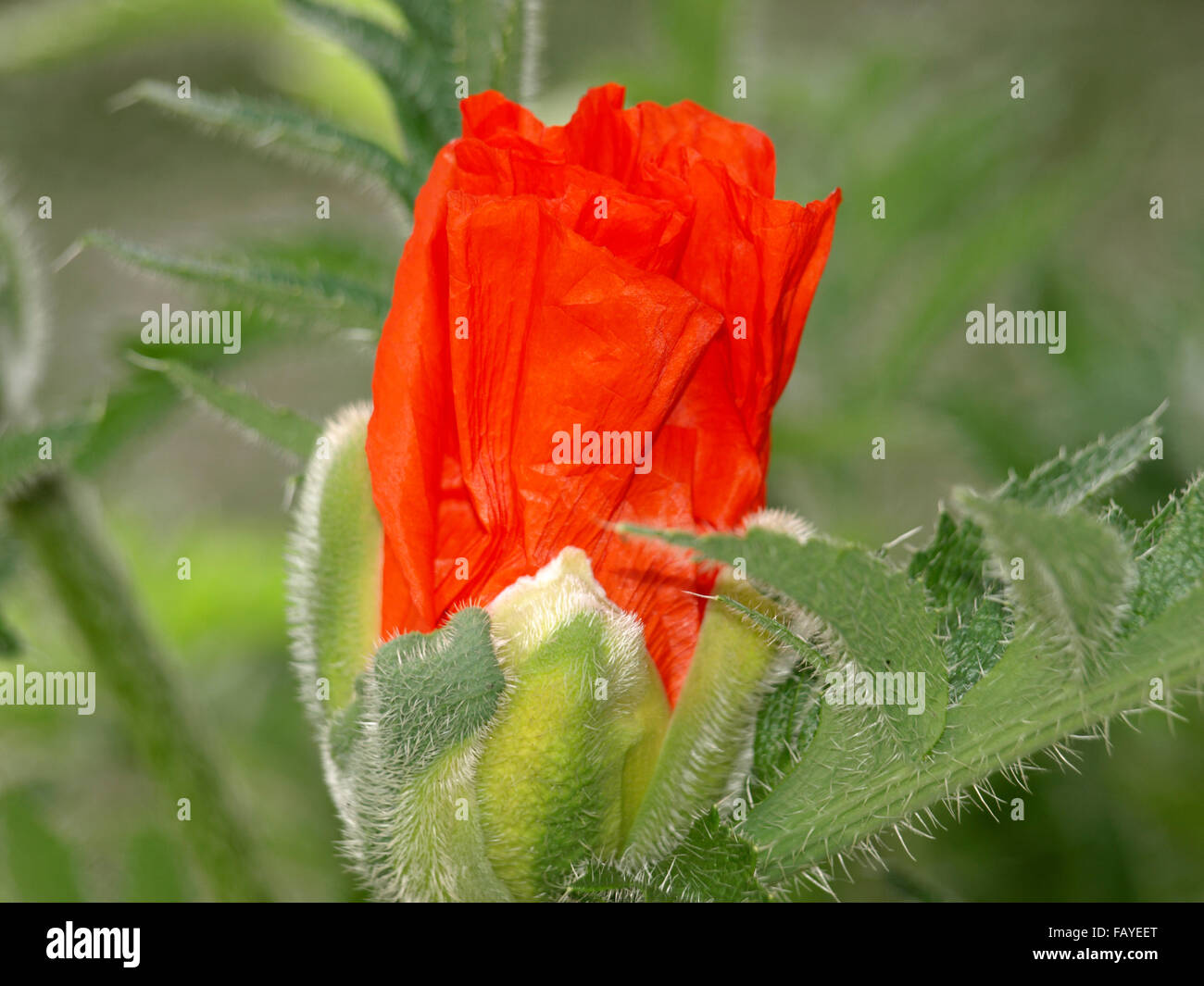 Strong red color hi-res stock photography and images - Alamy