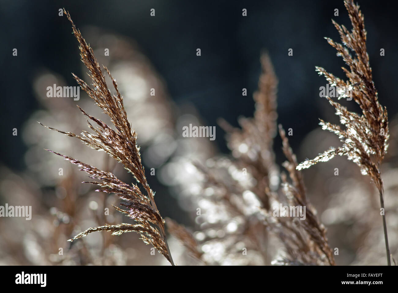 Light brown seed heads hi-res stock photography and images - Alamy