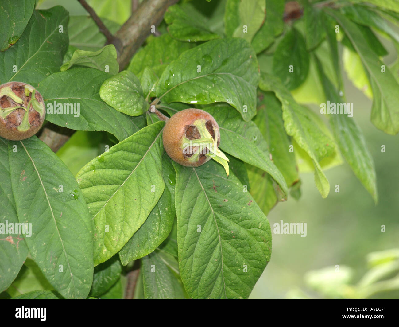 Medlar on the tree Stock Photo - Alamy