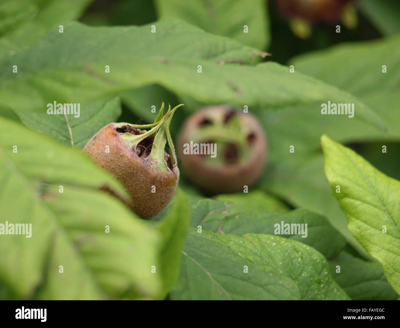Shrub medlar hi-res stock photography and images - Alamy