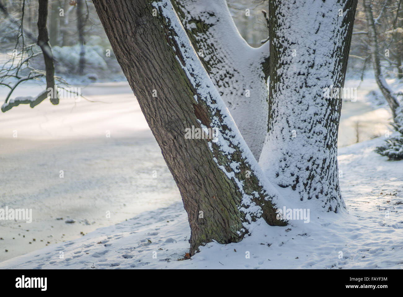 Three old oak trees covered with snow Quercus robur Stock Photo - Alamy