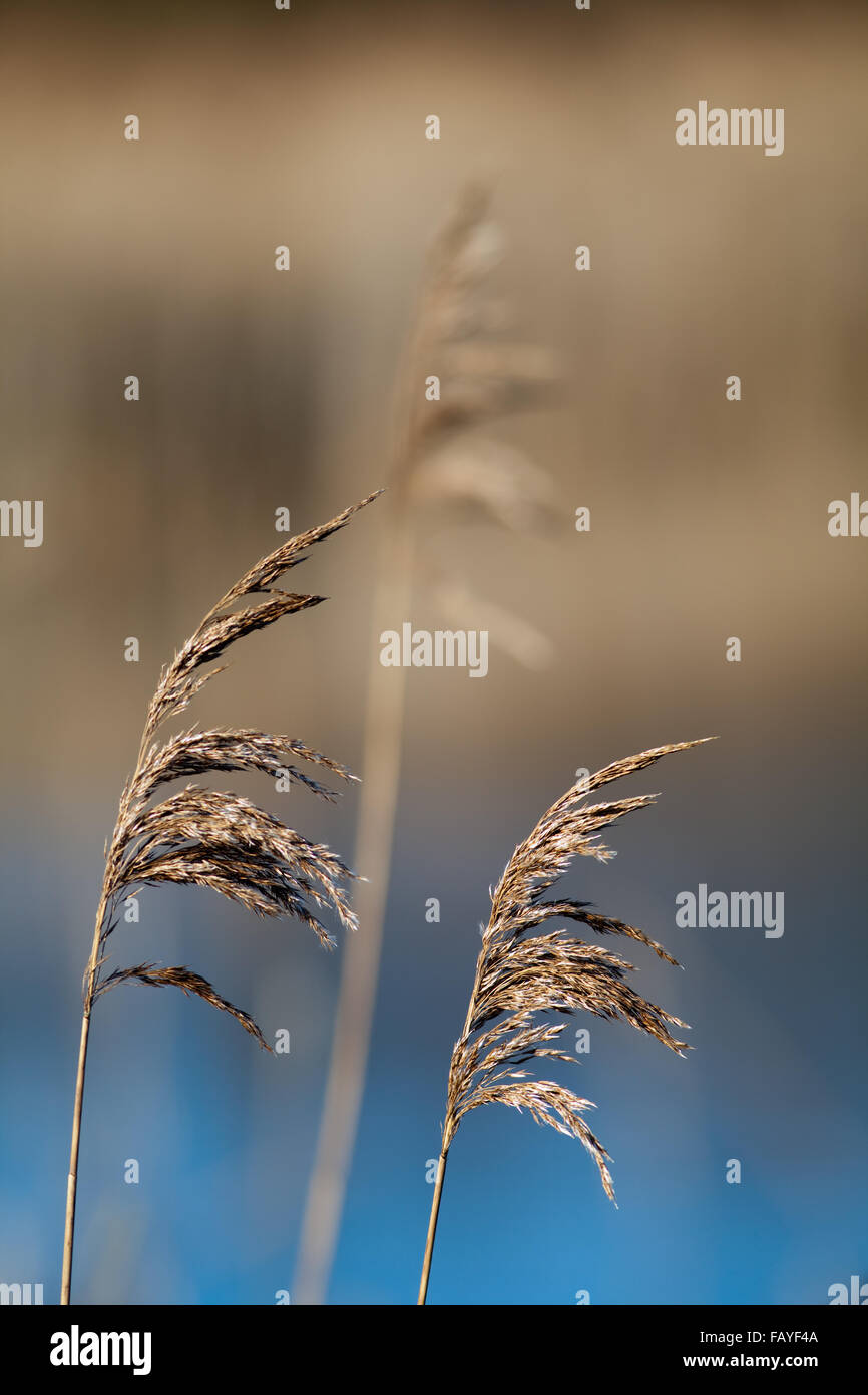 Reed seed heads, or panicles. (Phragmites sp. ). Calthorpe Broad ...