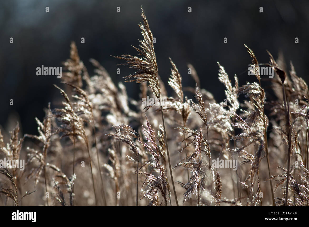 Reed seed heads, or panicles. (Phragmites sp. ). Calthorpe Broad ...