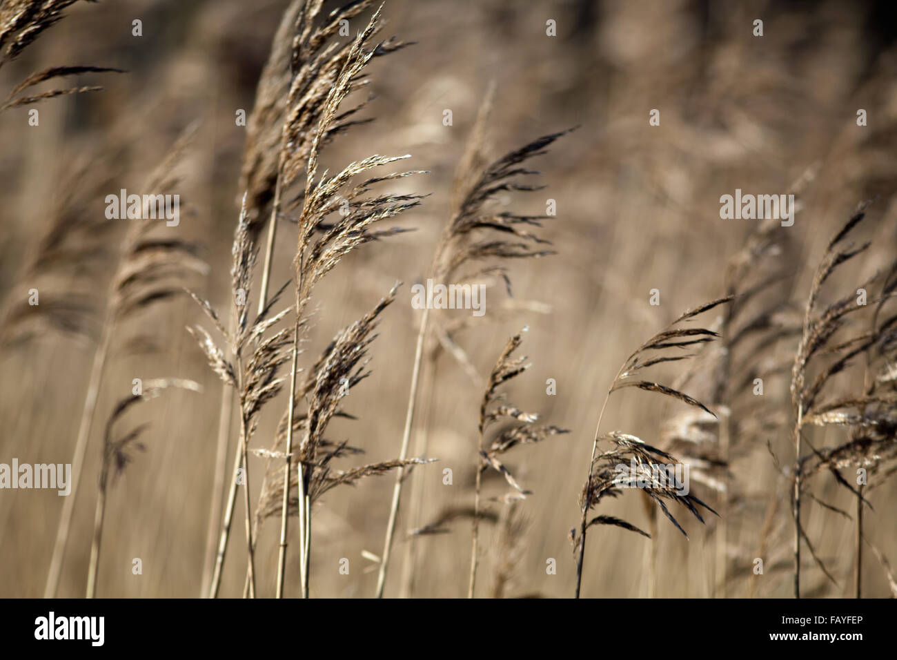 Common reed phragmites communis beds hi-res stock photography and ...