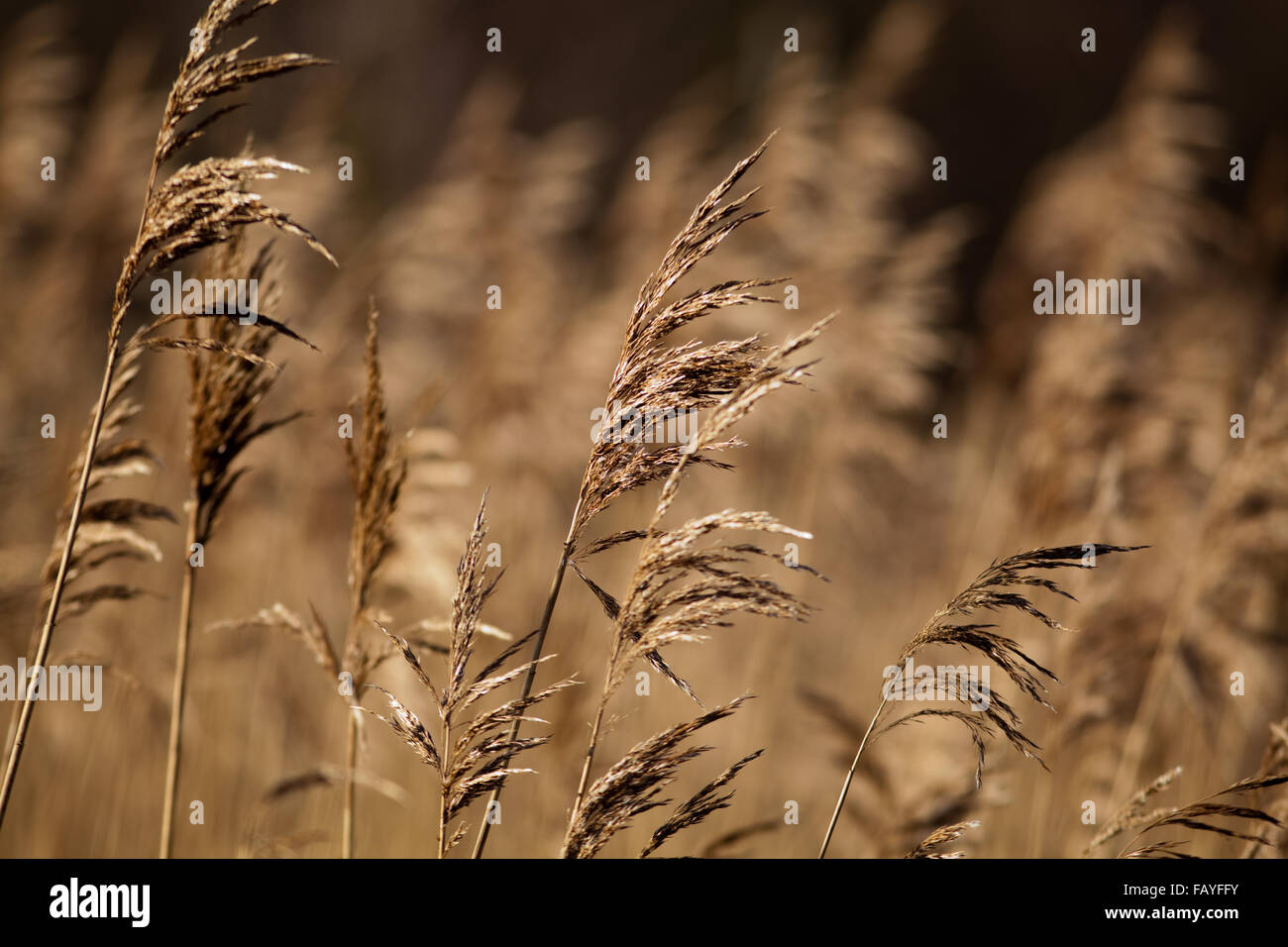 Monocot seed hi-res stock photography and images - Alamy