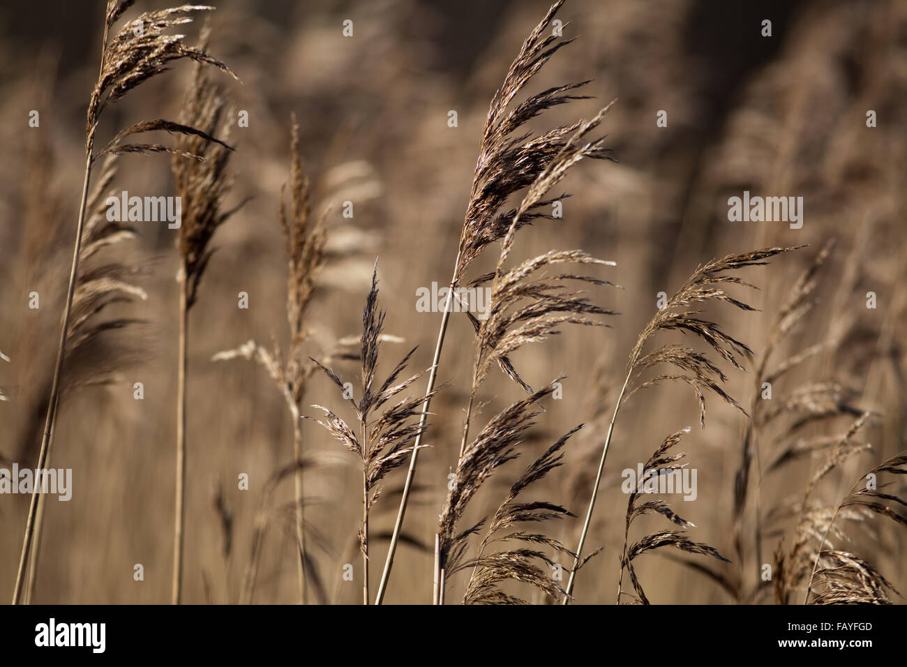 Reed seed heads, or panicles. (Phragmites sp. ). Calthorpe Broad ...