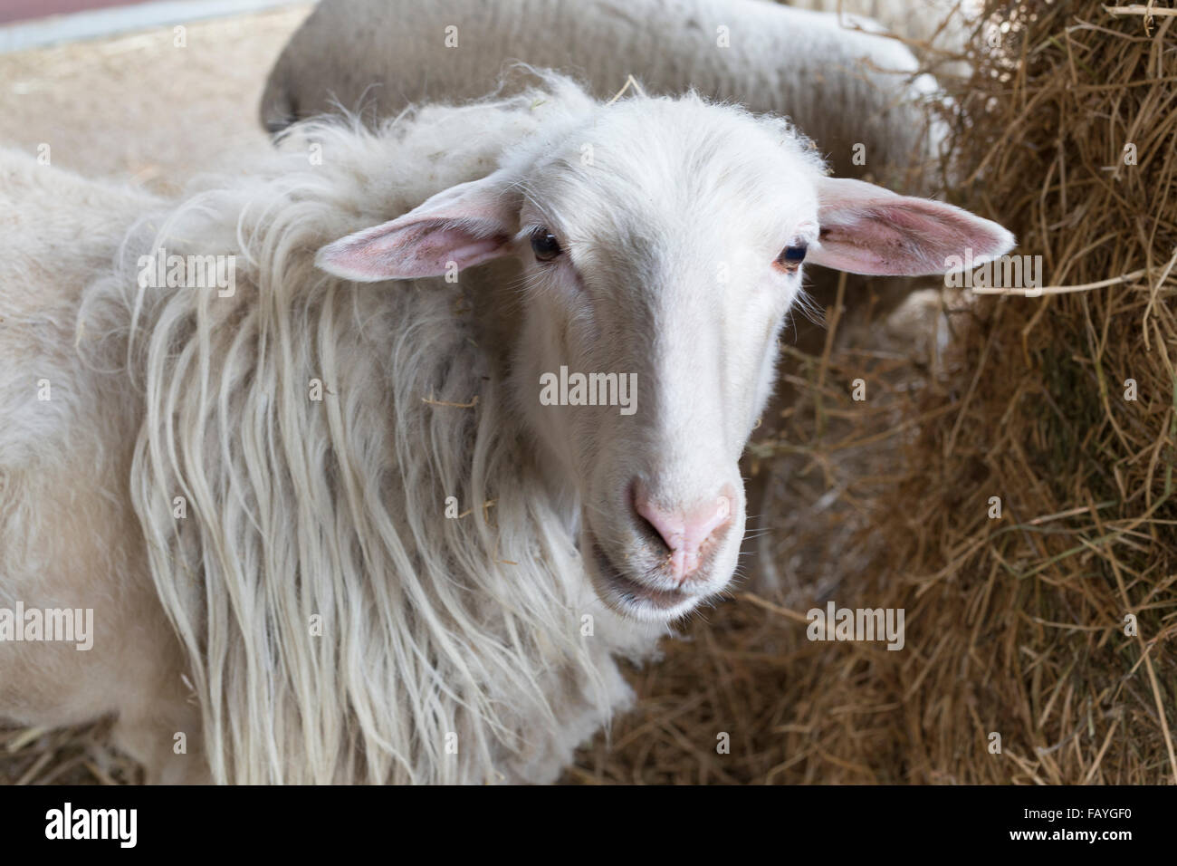 sheep and straw Stock Photo - Alamy