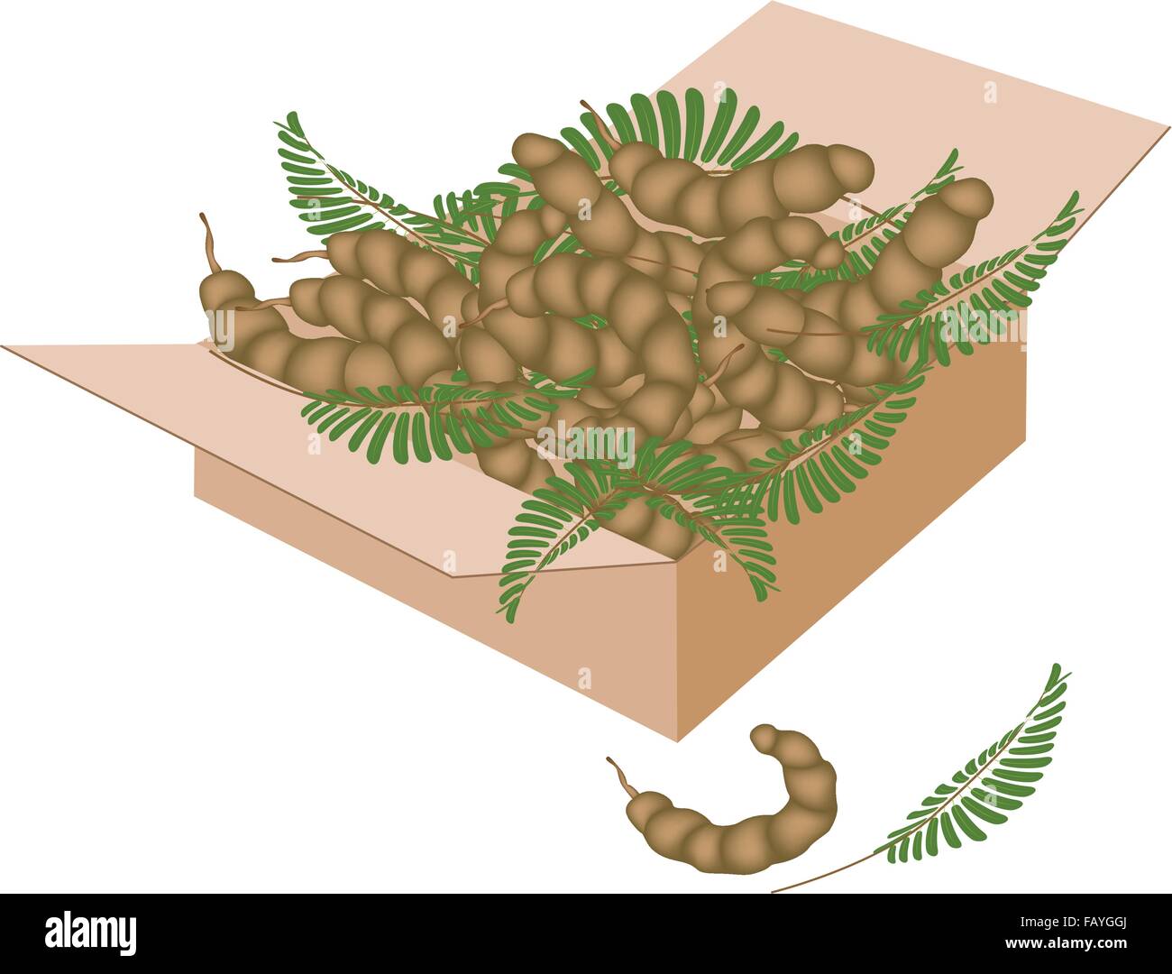 Fresh Fruits, An Illustration of Fresh Brown Ripening Pods of Tamarind ...