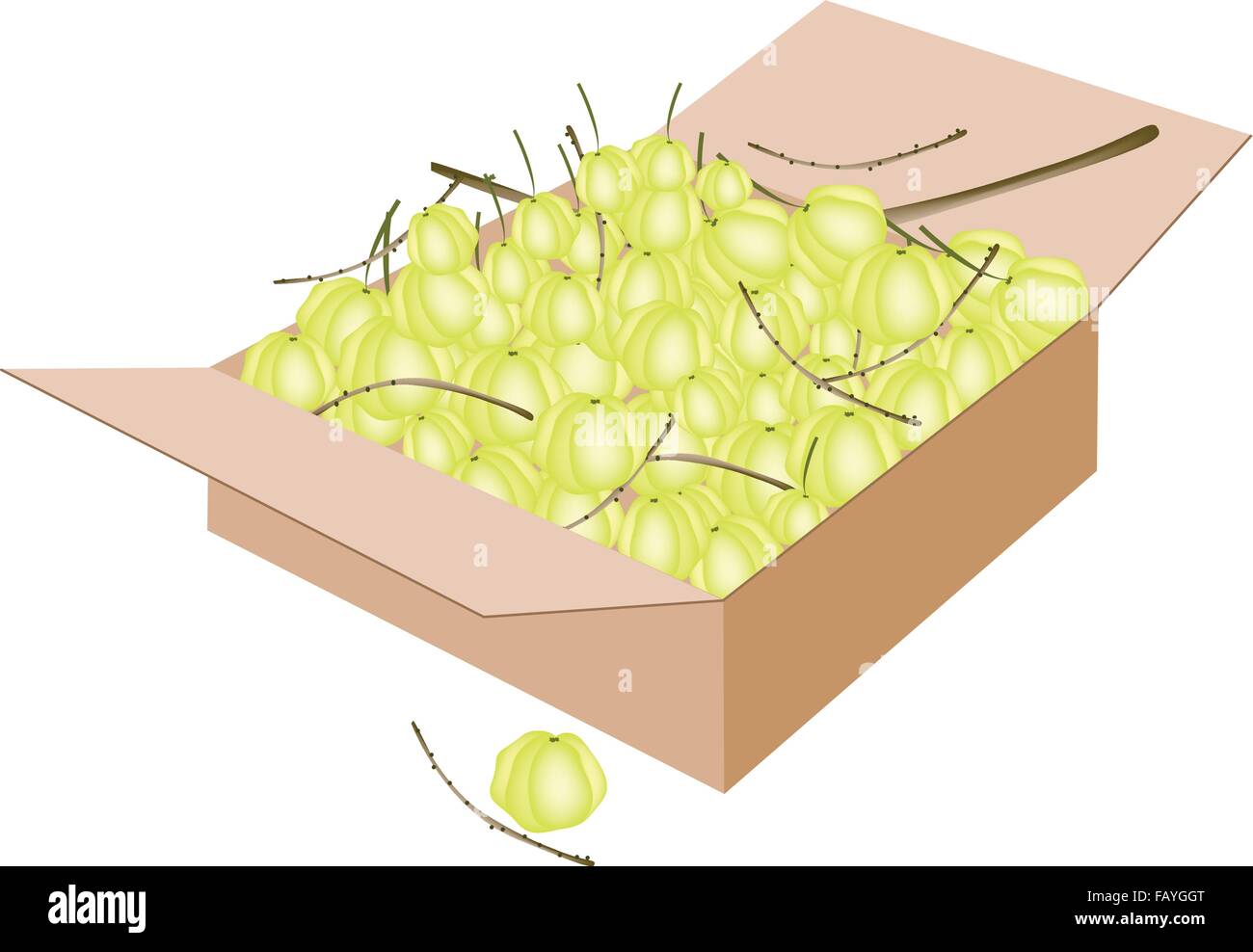 Fresh Fruits, An Illustration Collection of Fresh Star Gooseberries ...