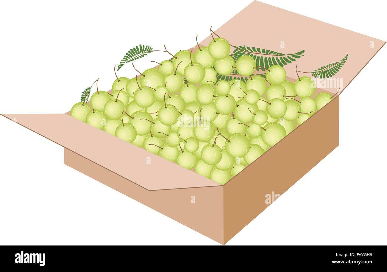 Fresh Fruits, An Illustration of Fresh Indian Gooseberry With Stem and ...