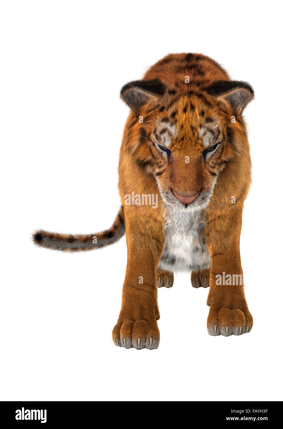 3D digital render of a big cat tiger isolated on white background Stock ...