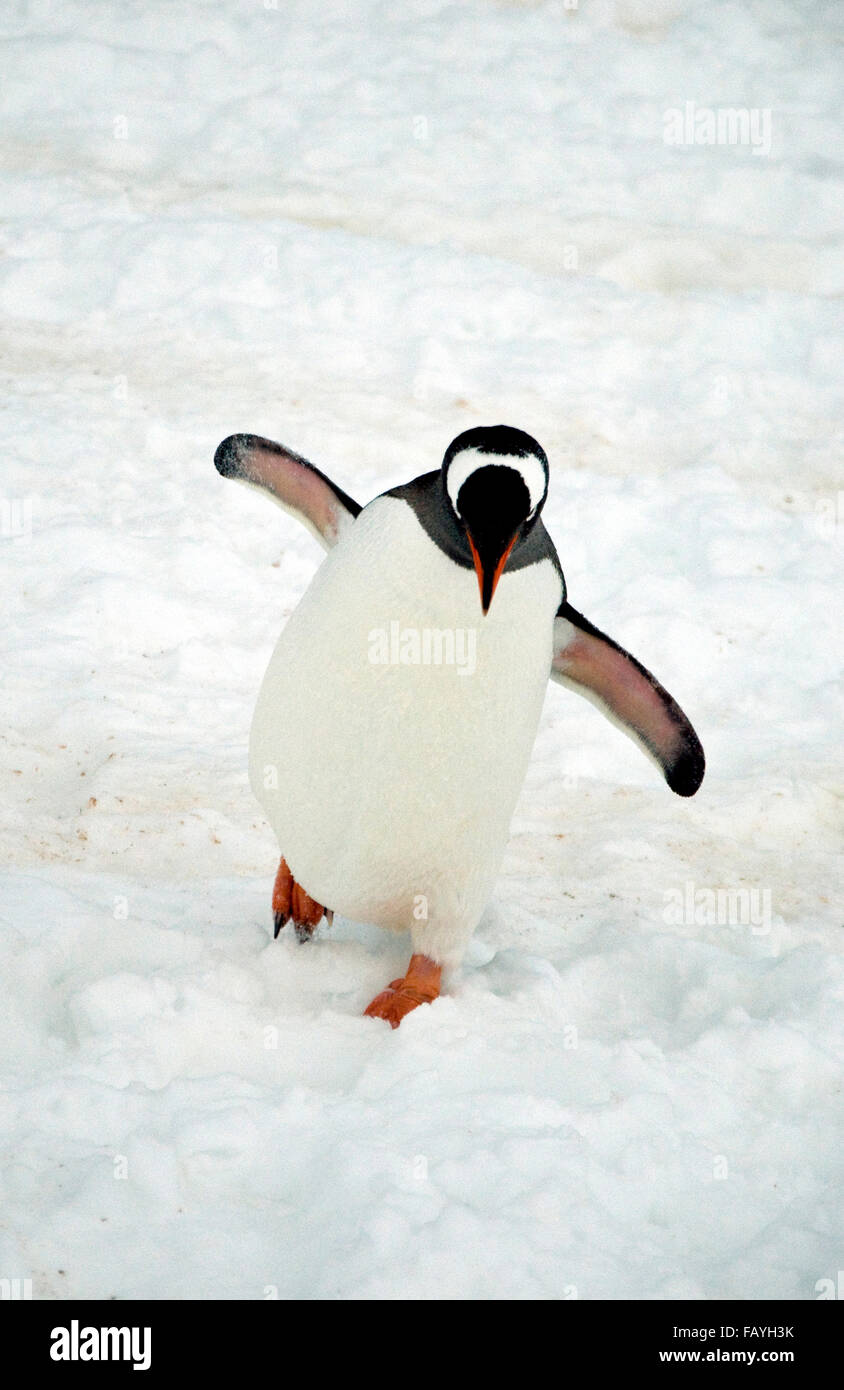 Flippers spread hi-res stock photography and images - Alamy